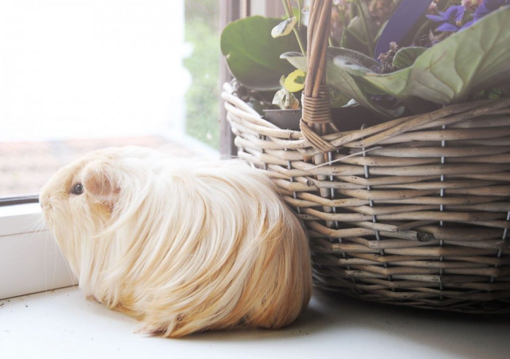 Cobayas Sheltie » Guía de roedores