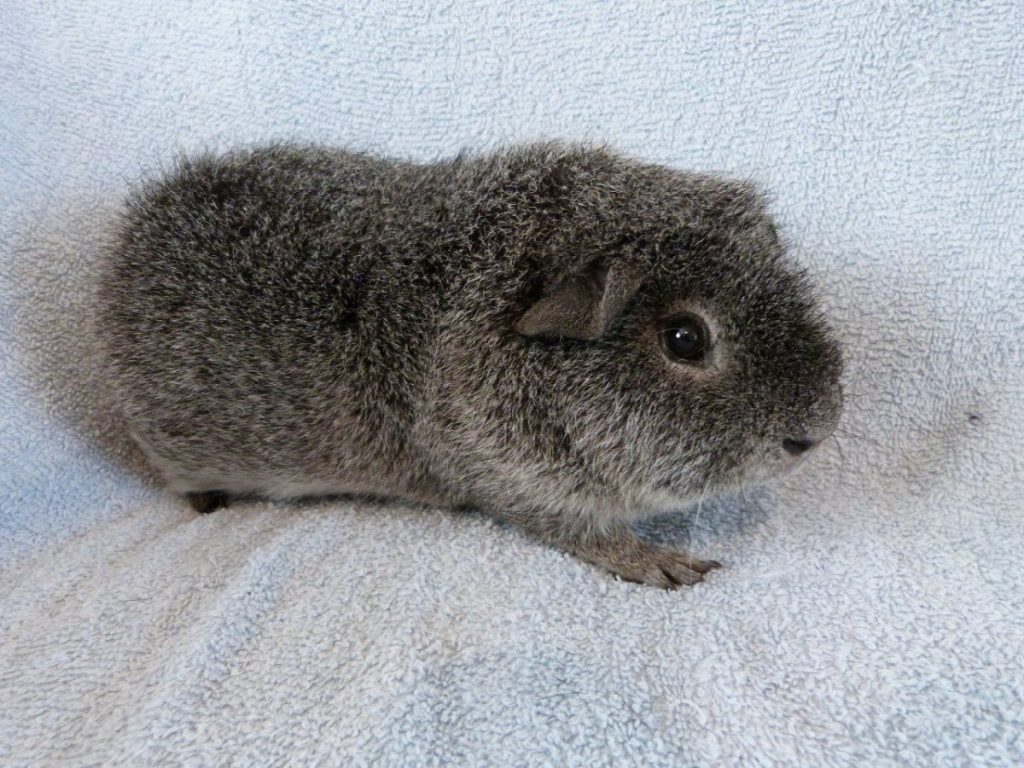 Razas de cobayas » Guía de roedores