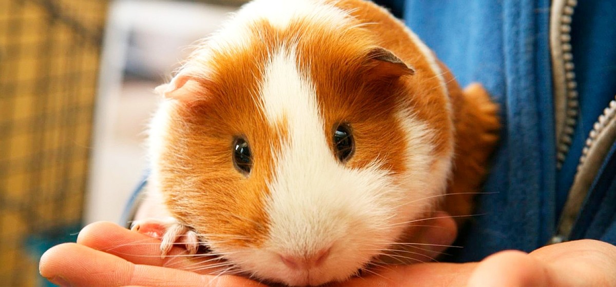 Cobayas americanas » Guía de roedores