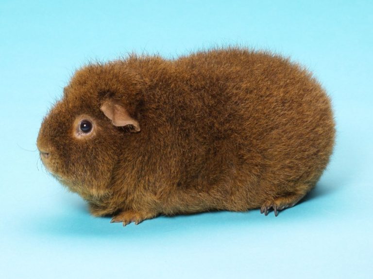 Cobayas de pelo corto » Guía de roedores