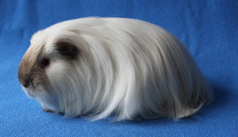 Cobayas de pelo largo » Guía de roedores