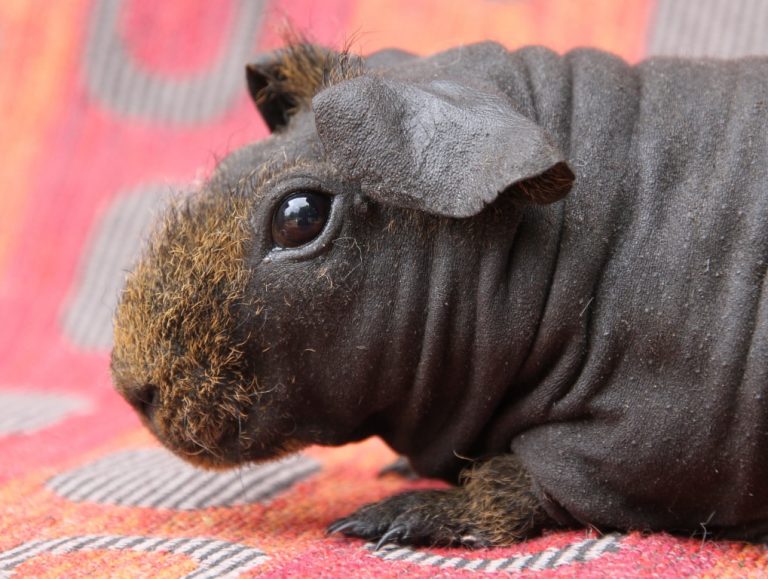 Cobayas sin pelo » Guía de roedores