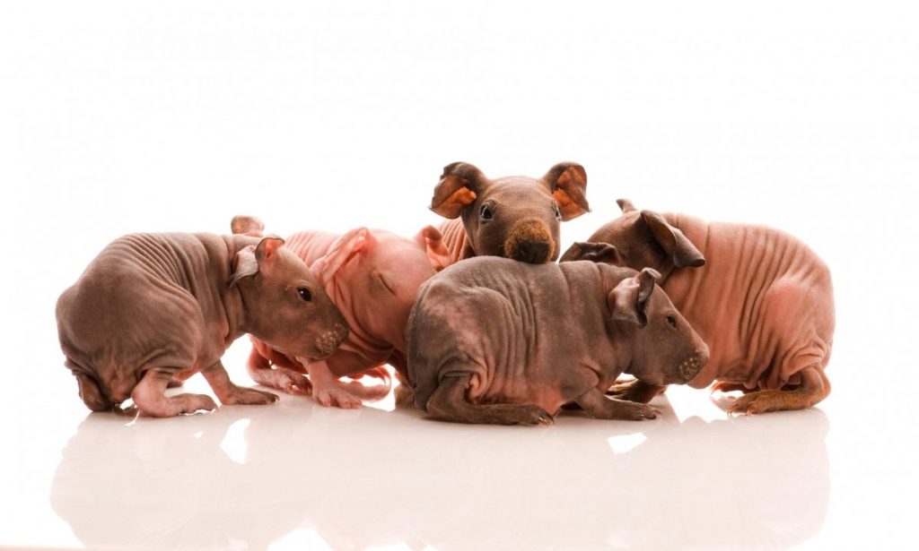 Cobayas Skinny » Guía de roedores