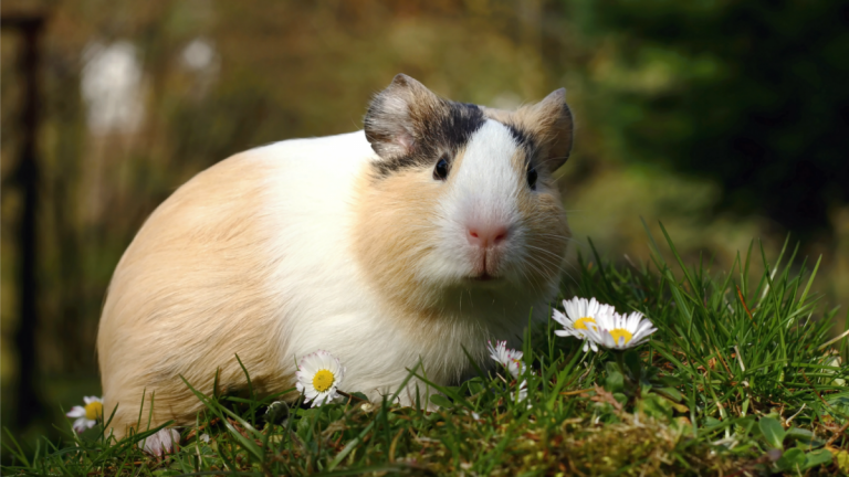 Razas de cobayas » Guía de roedores